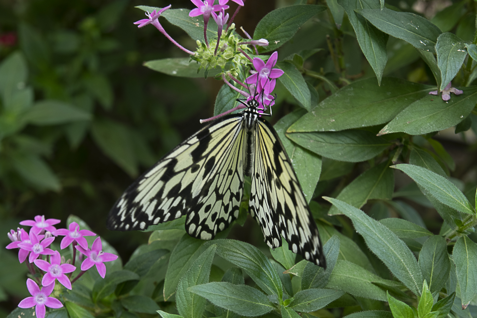 MI MARIPOSA | Federación Andaluza de Fotografía