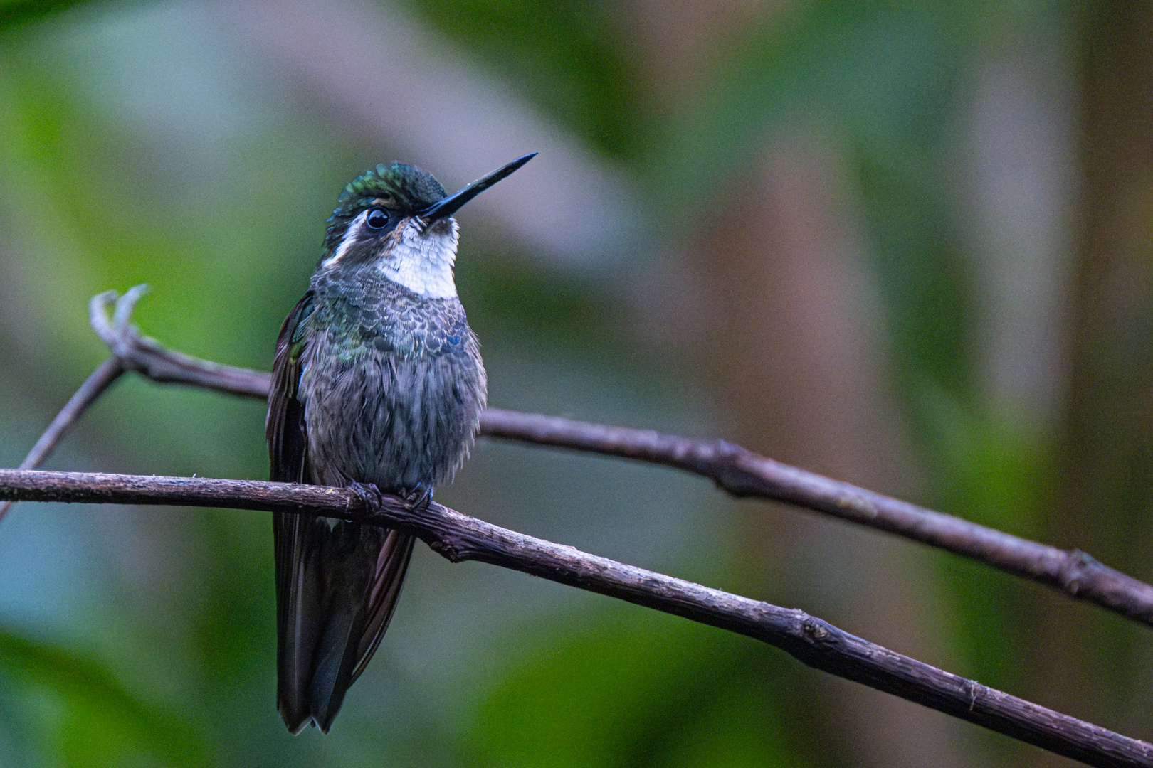 Colibrí ventricastaño | Federación Andaluza de Fotografía