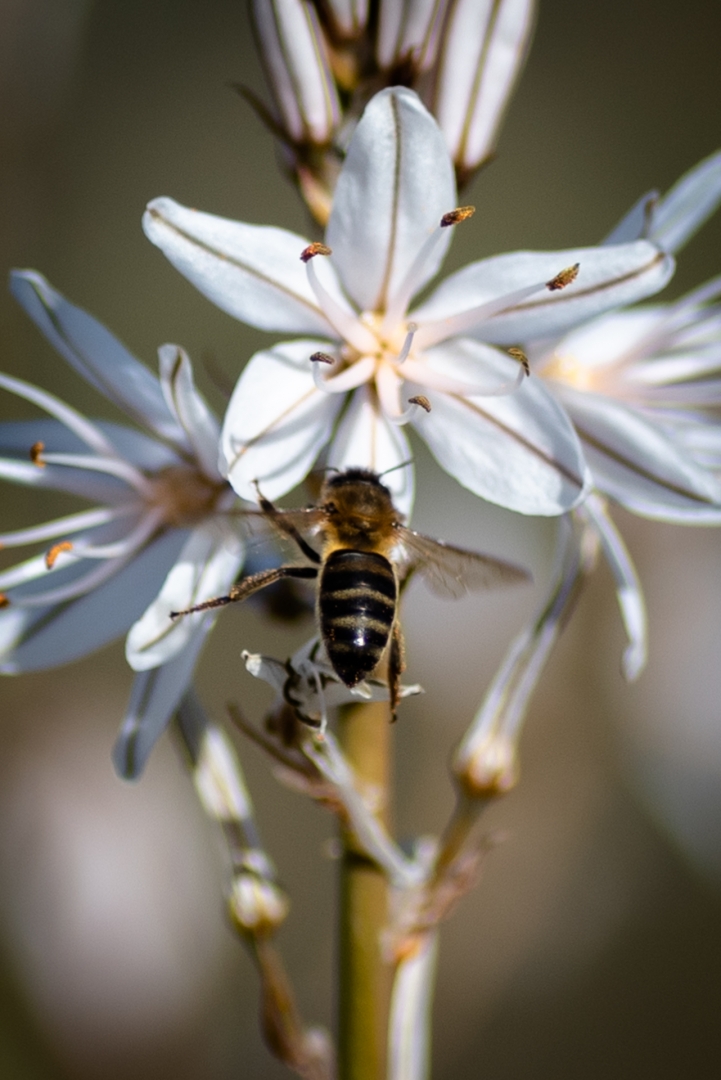 Abeja | Federación Andaluza de Fotografía
