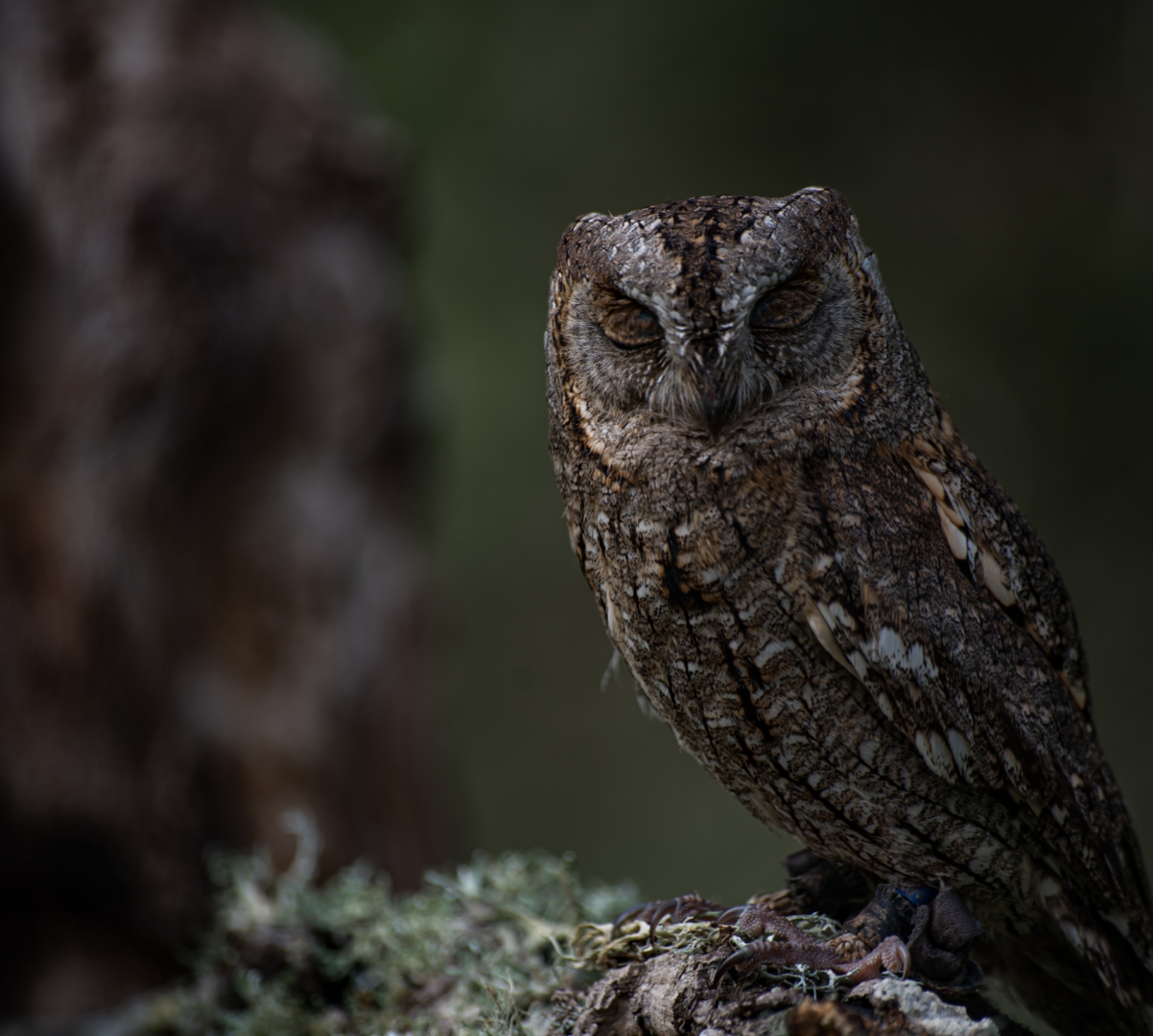 Autillo | Federación Andaluza de Fotografía