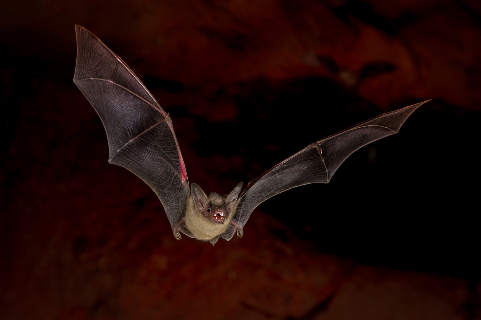 Chiroptera | Federación Andaluza de Fotografía