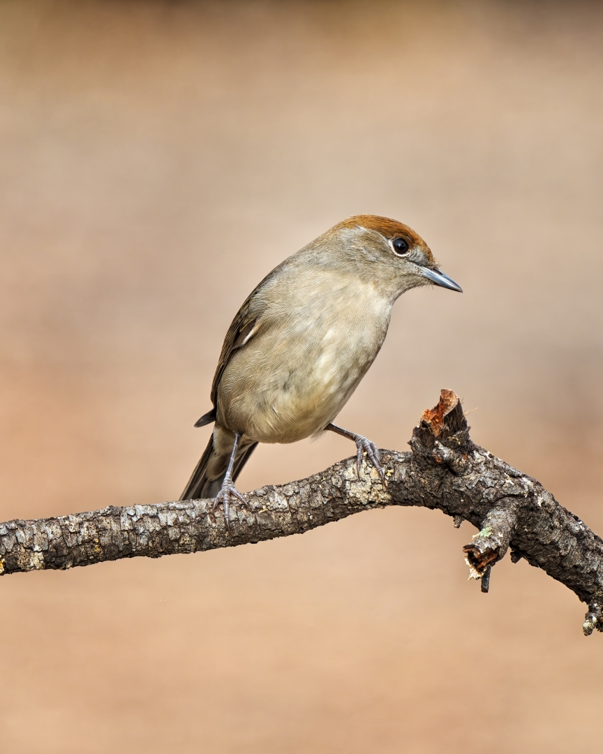 Curruca | Federación Andaluza de Fotografía