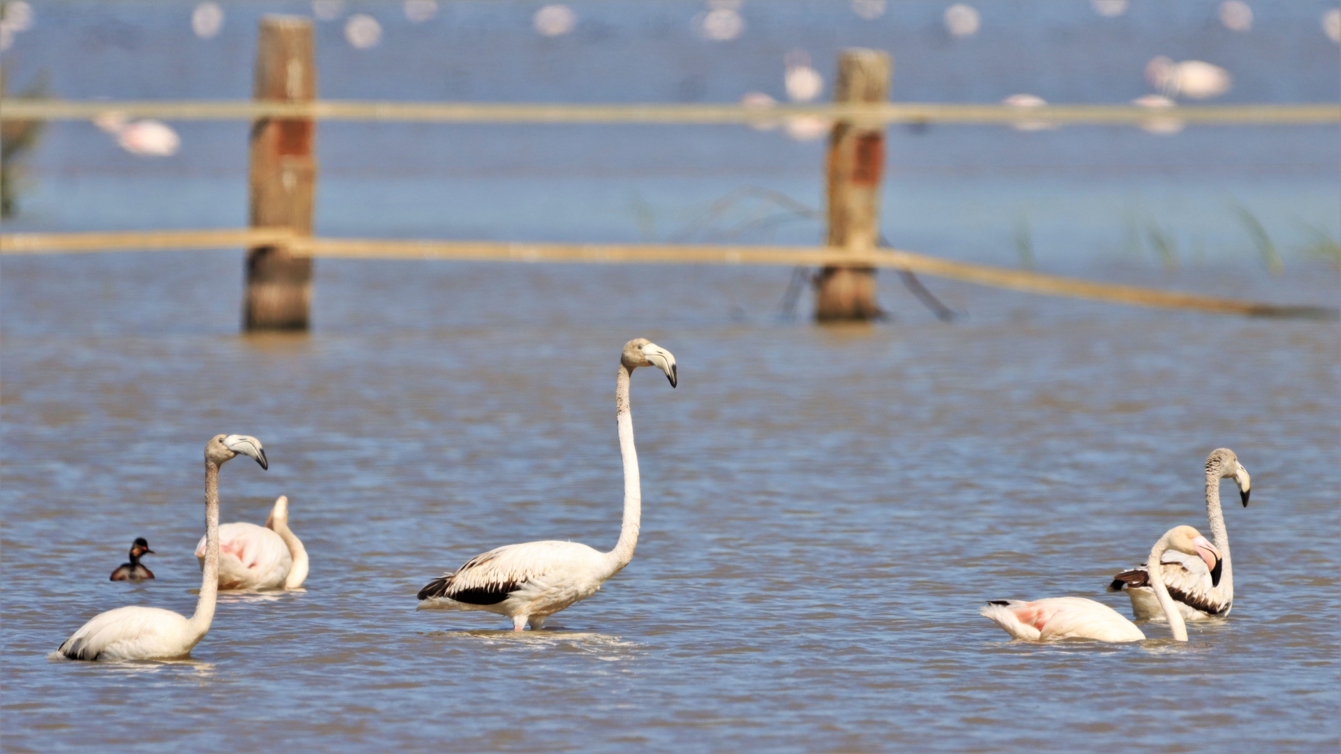 LA PRECIOSIDAD DE LAS AVES | Federación Andaluza de Fotografía